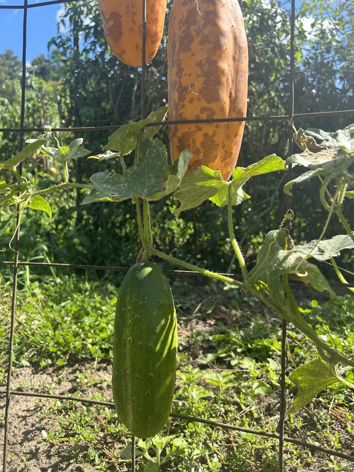 Growing Guide: Cucumber - SeedSavers