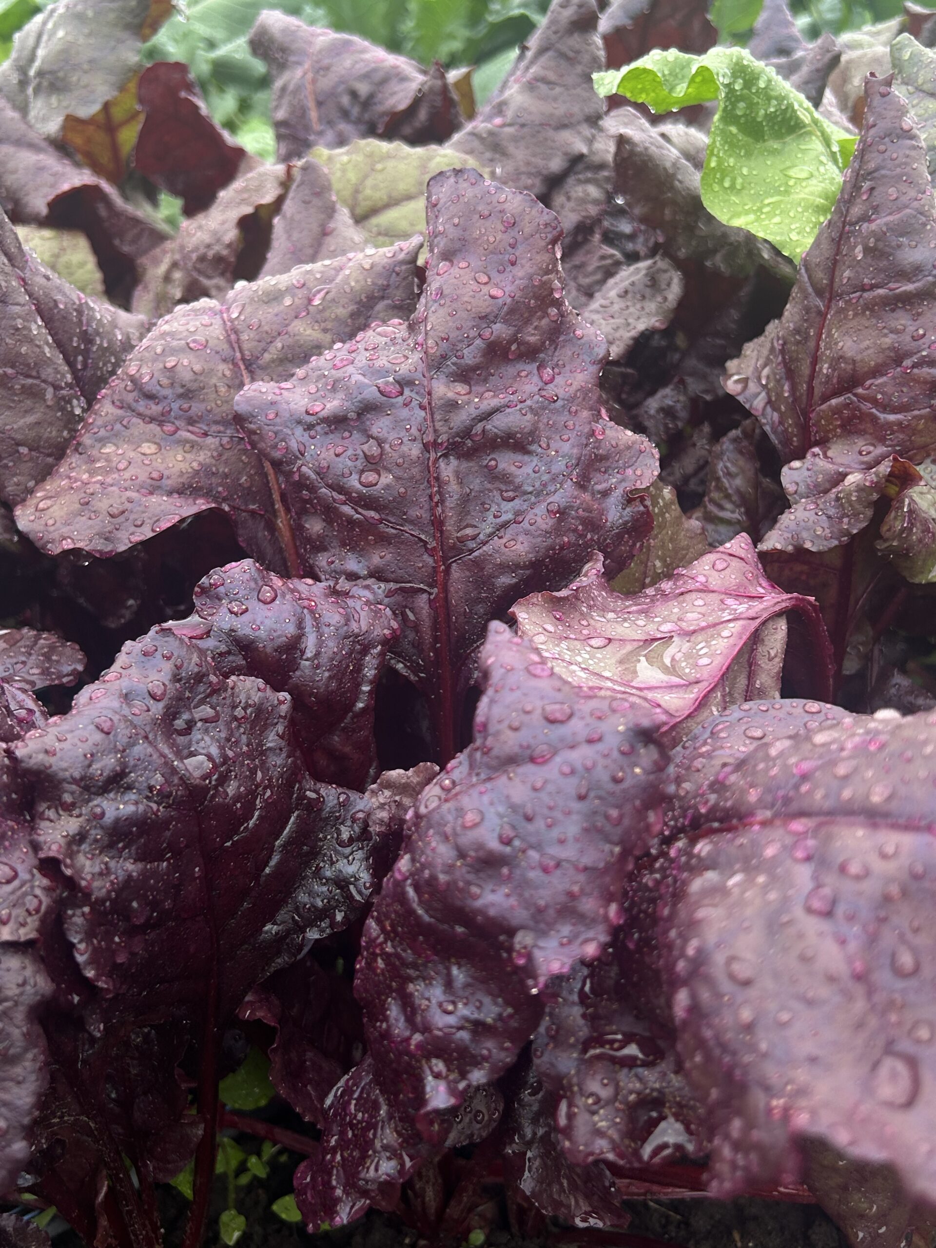 Growing Guide: Beets - SeedSavers