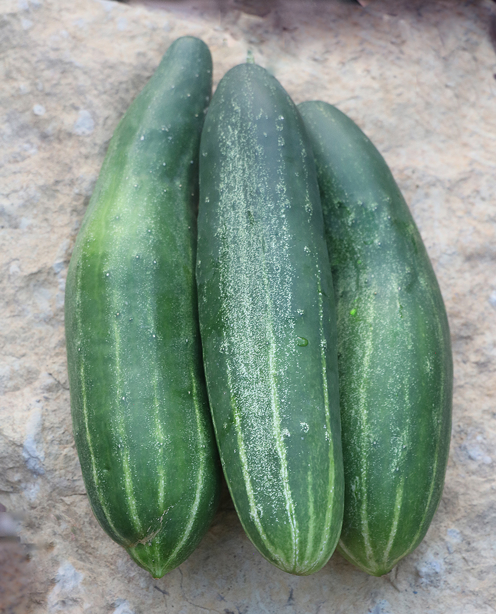 Growing Guide: Cucumber - SeedSavers