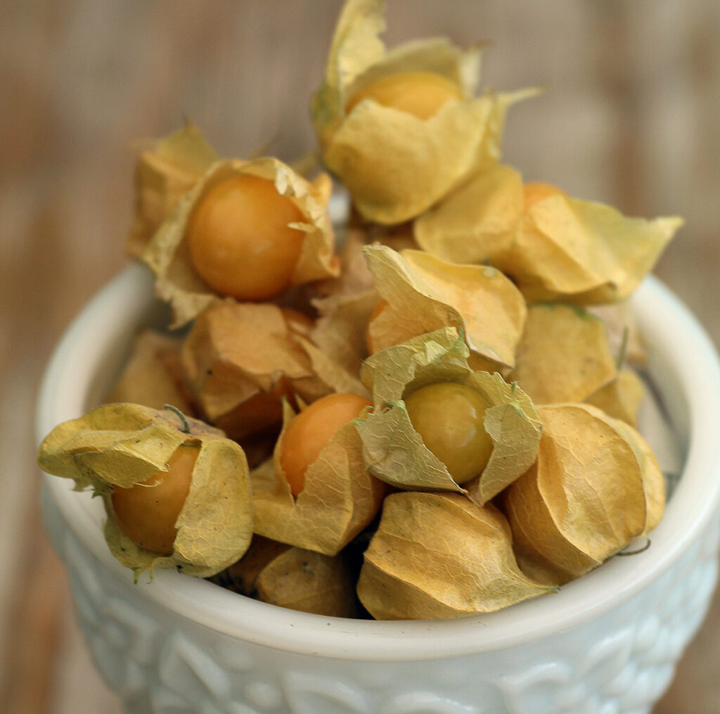 Growing Guide: Ground Cherry - SeedSavers