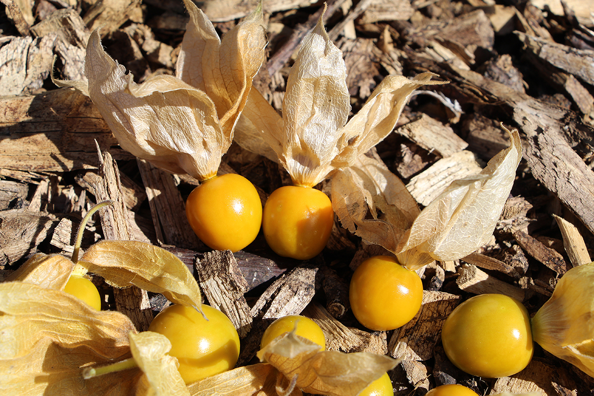 Growing Guide: Ground Cherry - SeedSavers