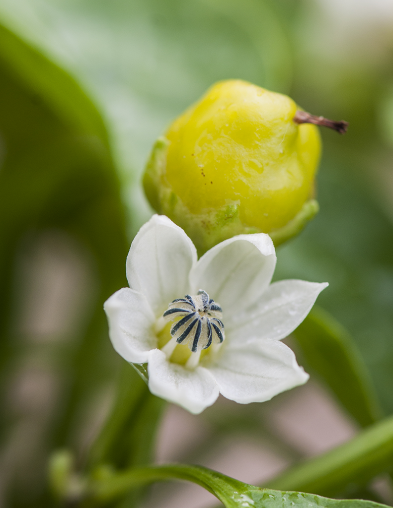 Growing Guide: Peppers - SeedSavers