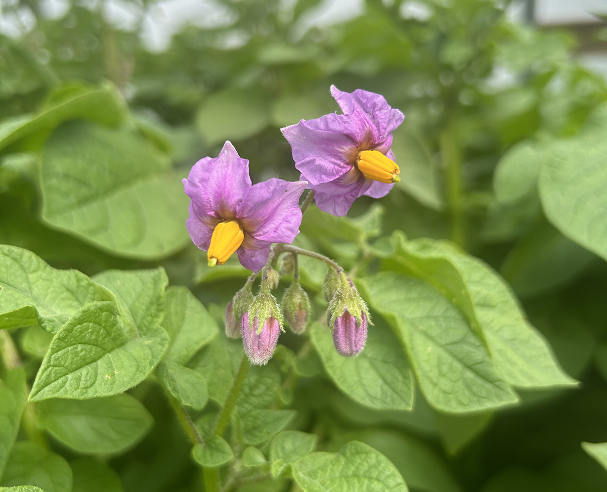 Growing Guide: Potatoes - SeedSavers