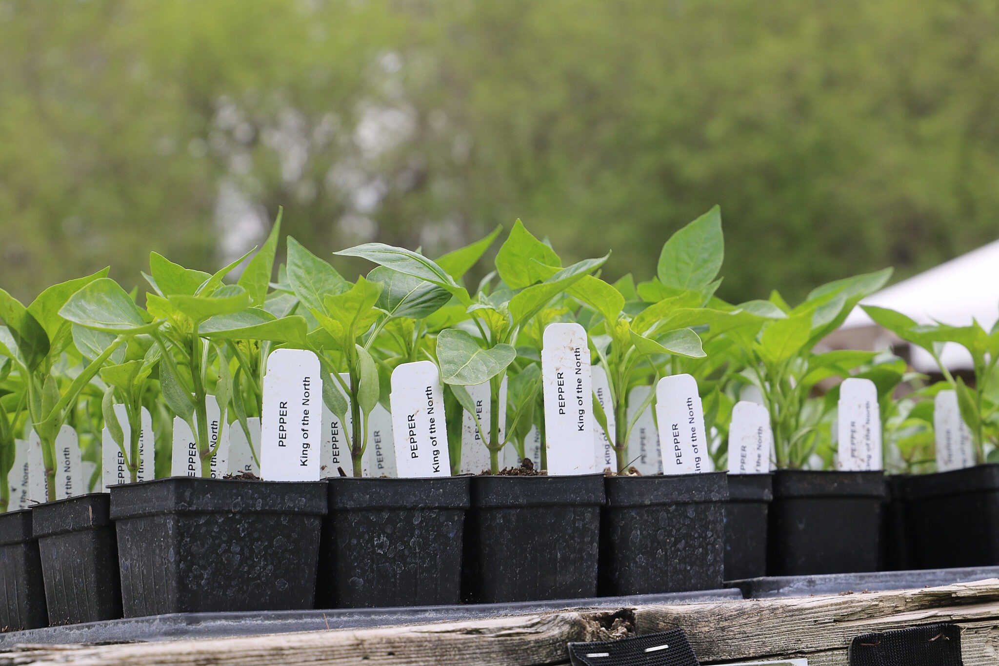 How to plant tomato and pepper transplants - SeedSavers