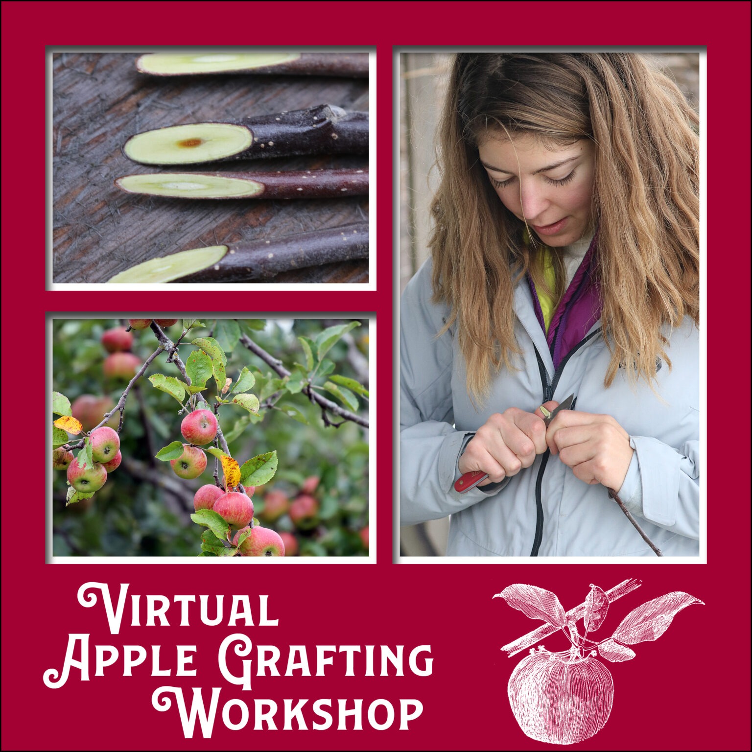 Apple Grafting - SeedSavers