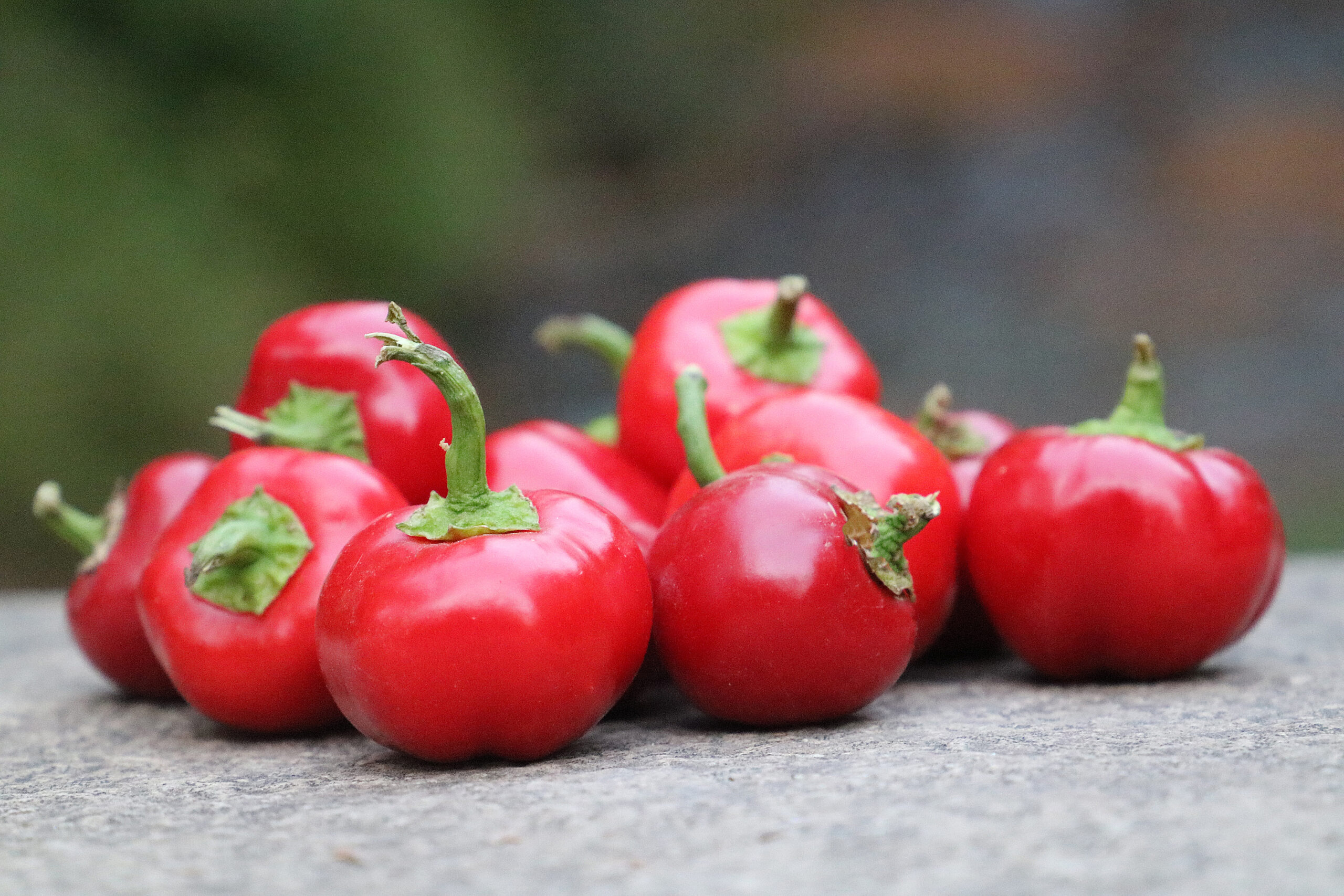 Lucina's Miniature Stuffed Peppers - SeedSavers