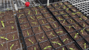 A Beginner's Guide to Potting Up Seedlings - SeedSavers