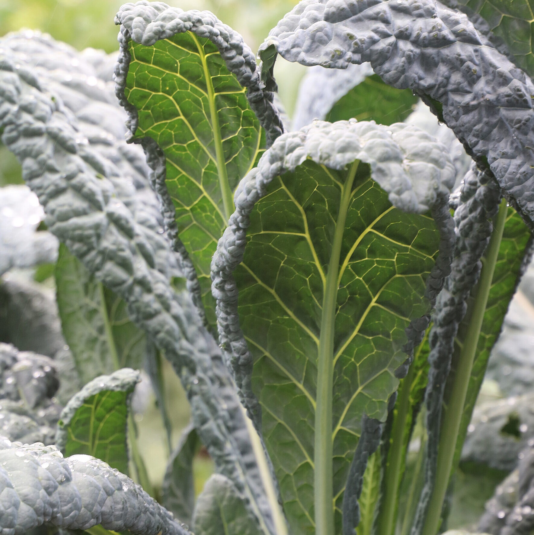 How to Plant a Fall Garden - SeedSavers