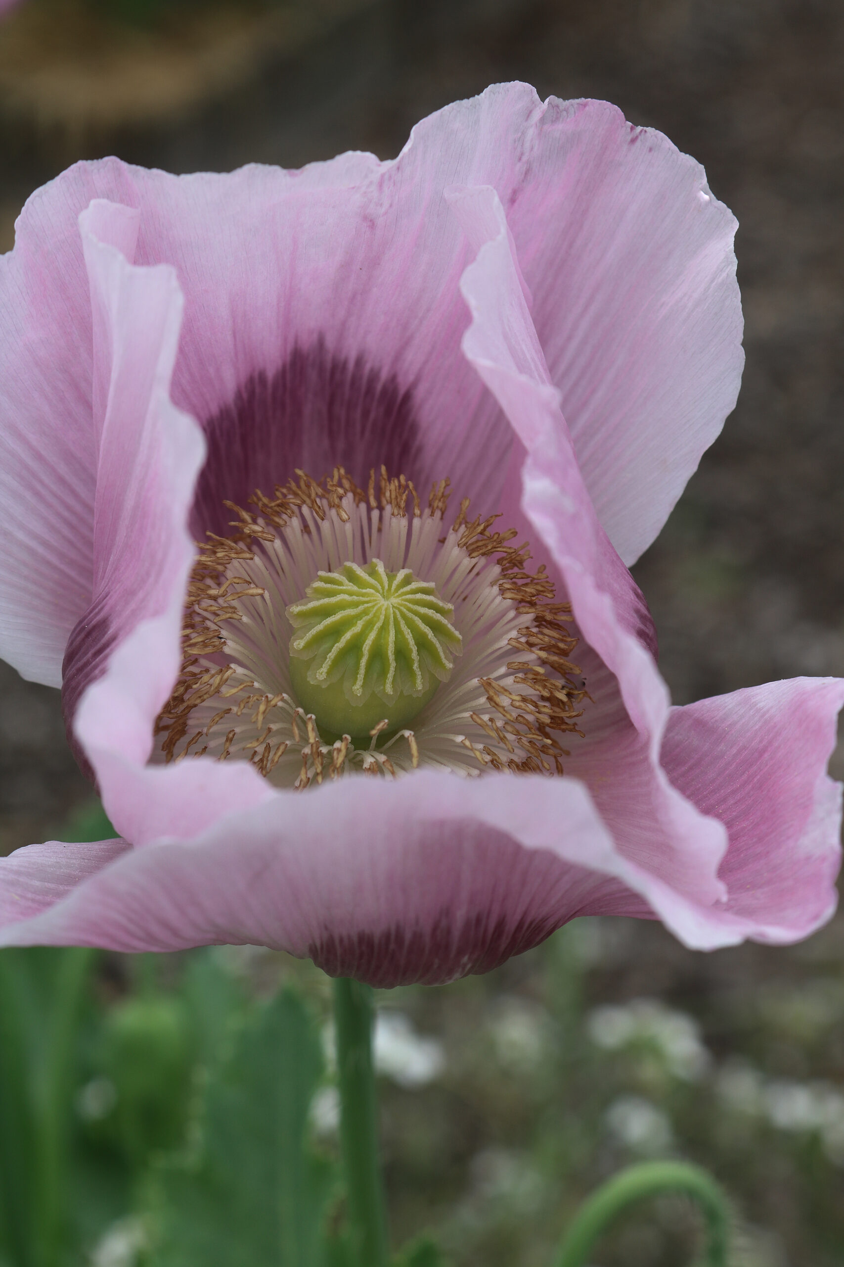 New Seed Varieties for 2026 - SeedSavers